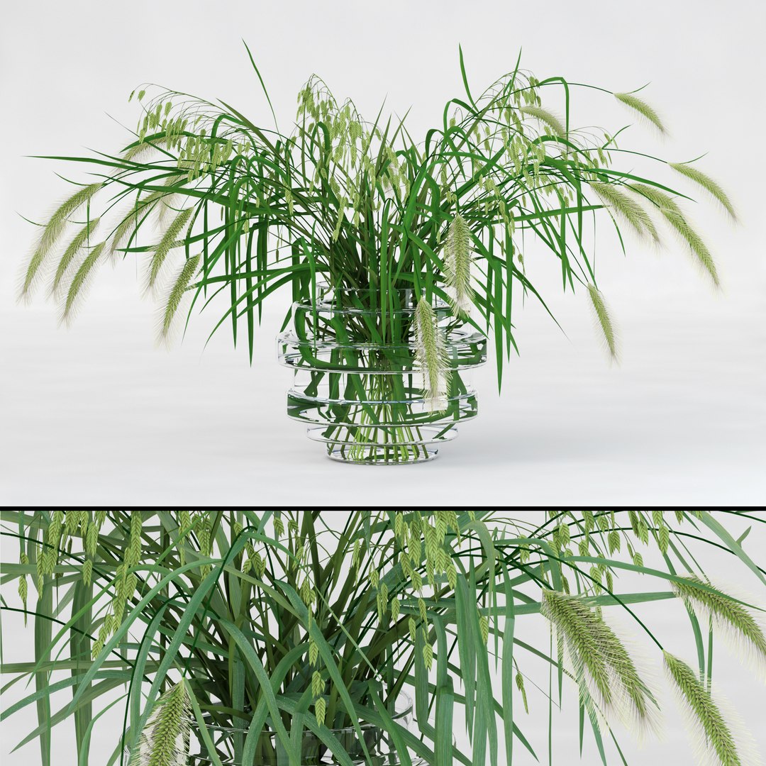 Realistic Northern Sea Oats 3D Model - TurboSquid 1304892