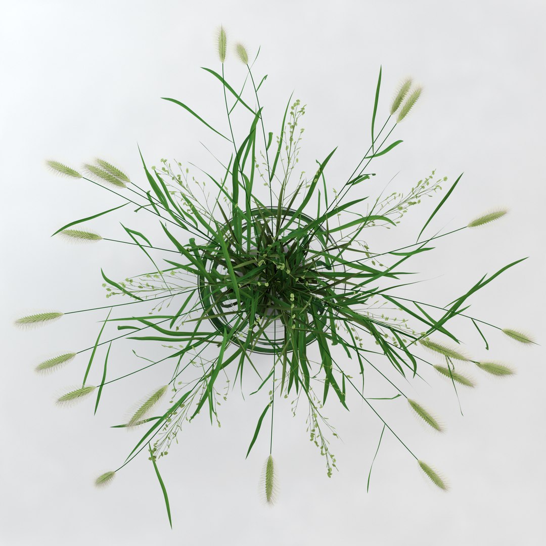 Realistic Northern Sea Oats 3D Model - TurboSquid 1304892