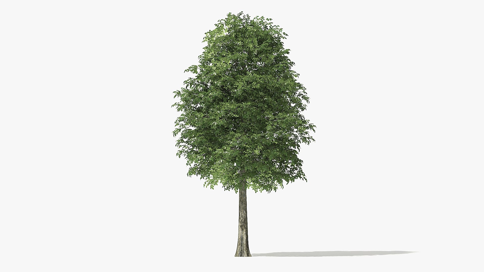 Rock Elm Tree 3D Model - TurboSquid 1464525