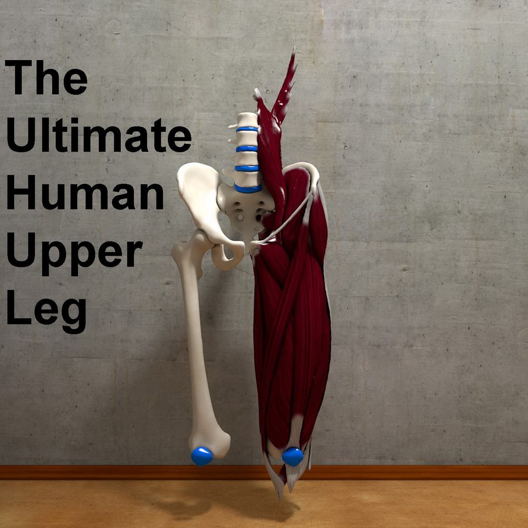 obj human upper leg