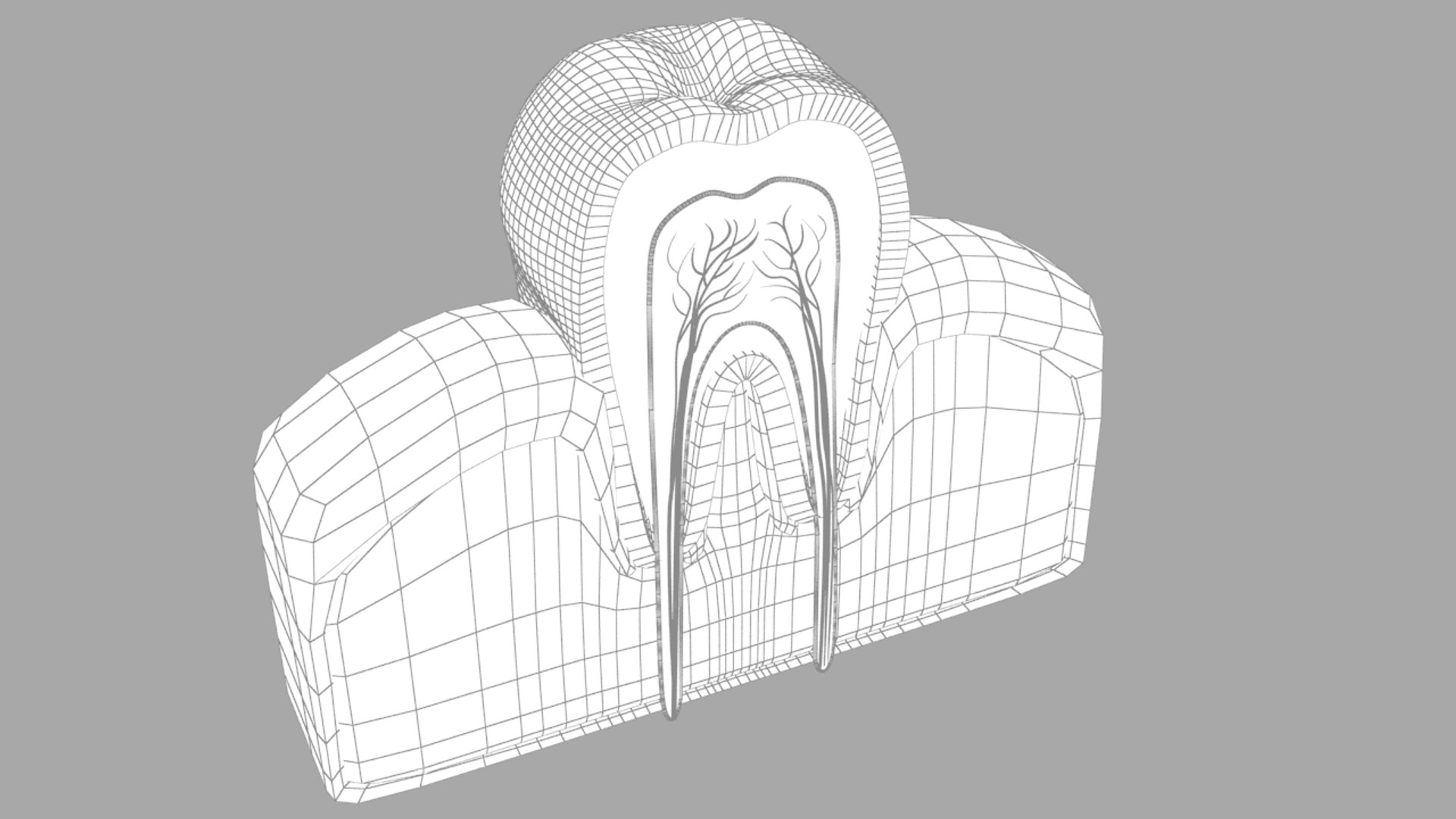 3d Model Of Human Tooth Cross Section