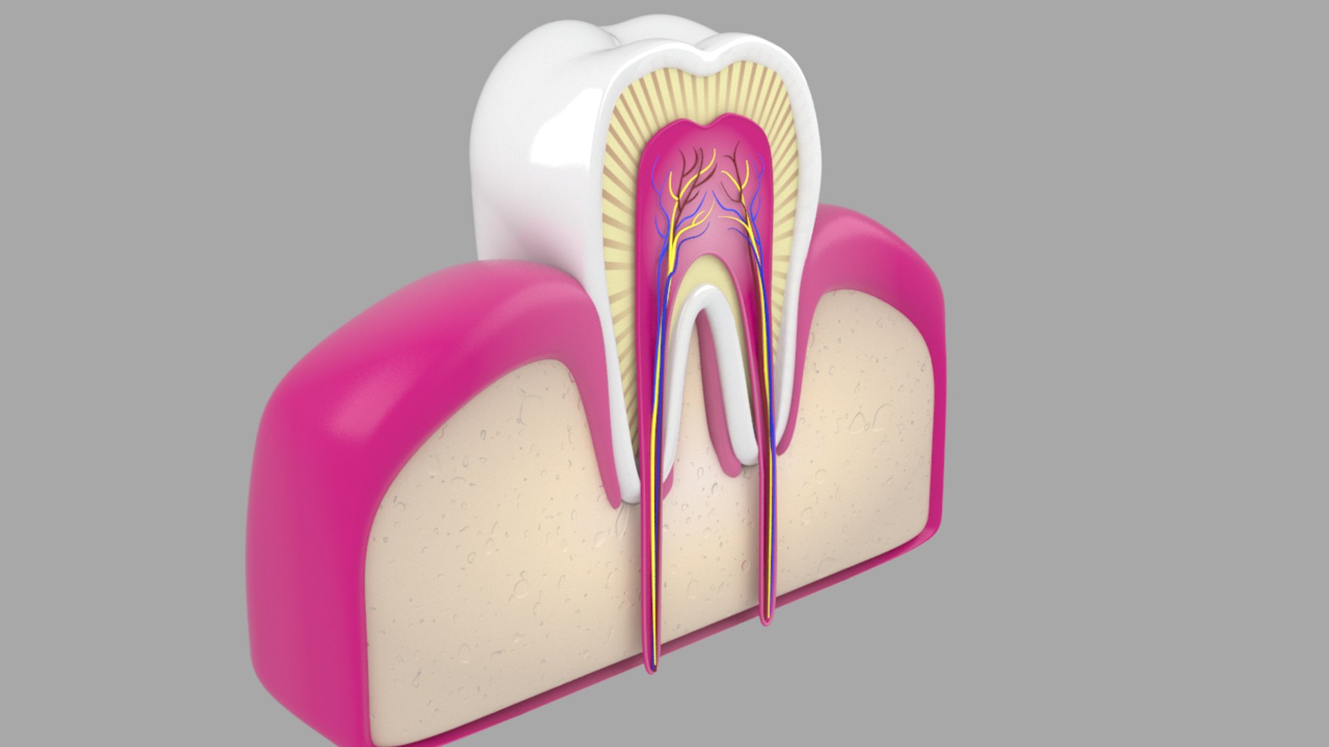 3d Model Of Human Tooth Cross Section