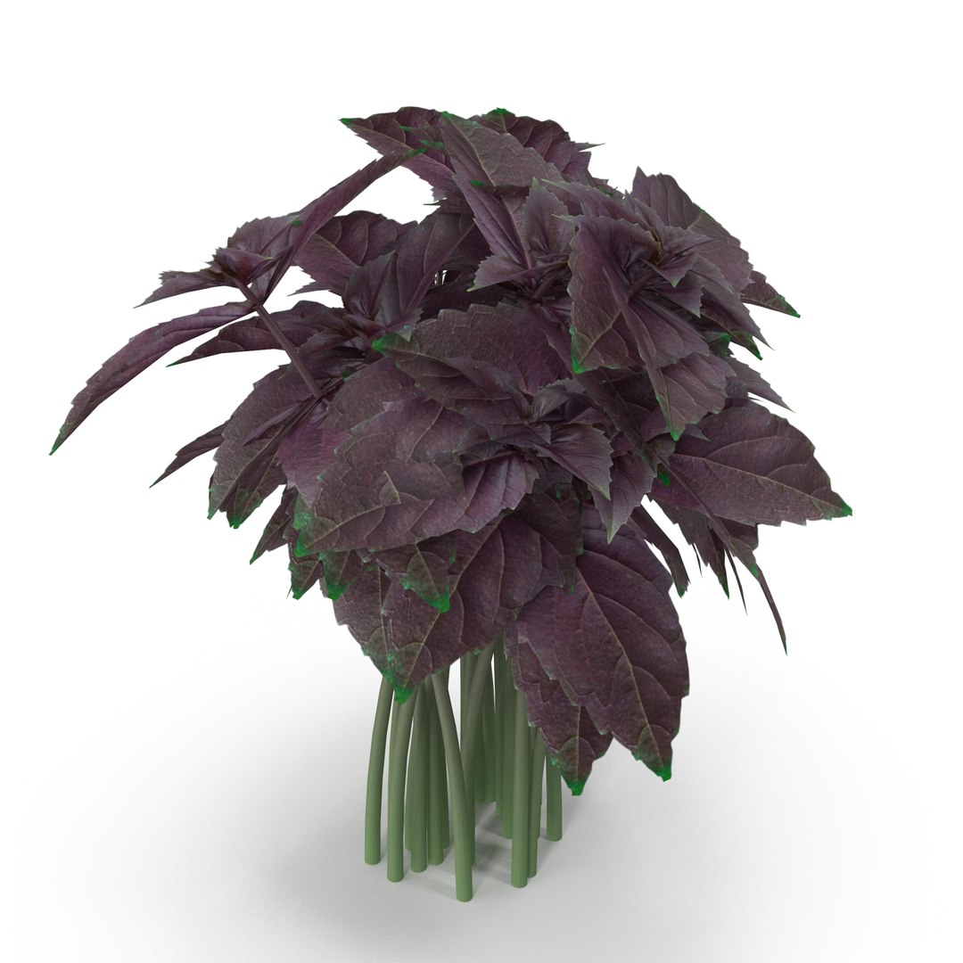 Opal Basil 3D Model - TurboSquid 1563392