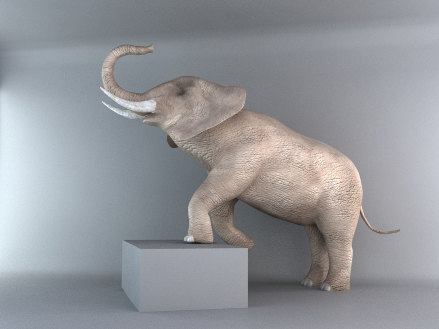 Max African Elephant