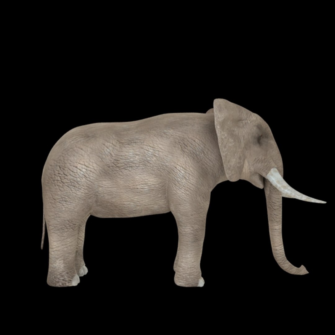 Max African Elephant