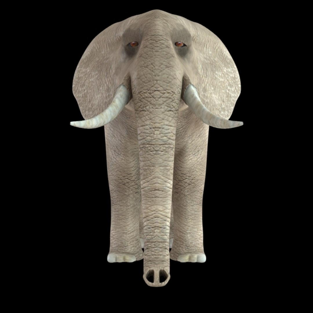 Max African Elephant