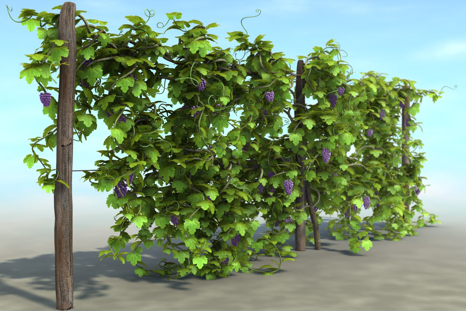 Vineyard Ma