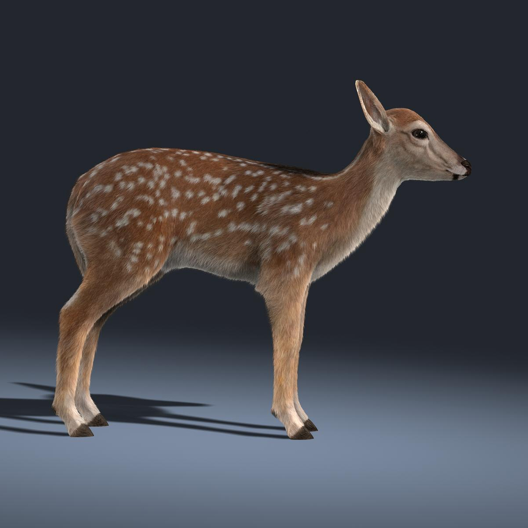 fawn fur 3d model
