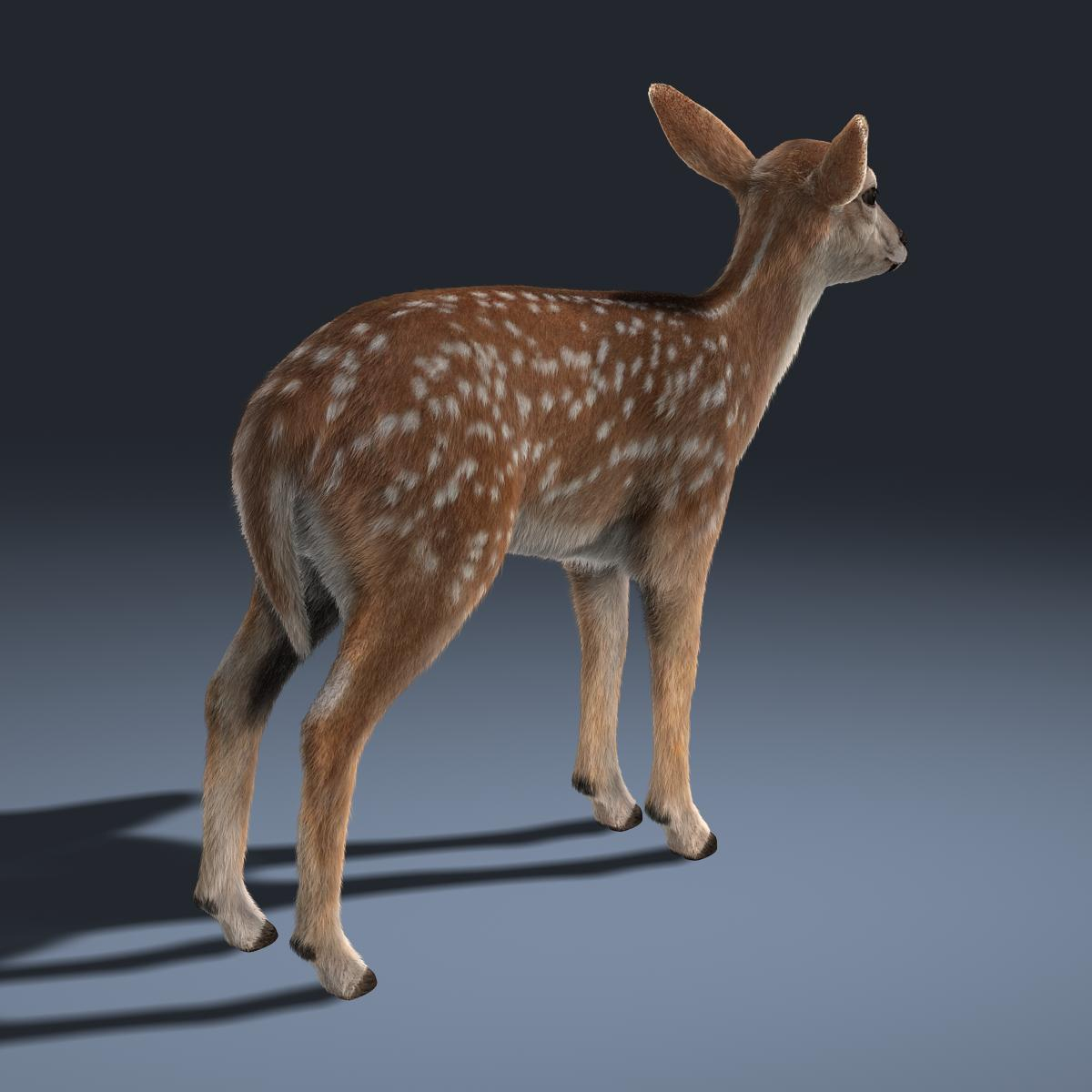 fawn fur 3d model