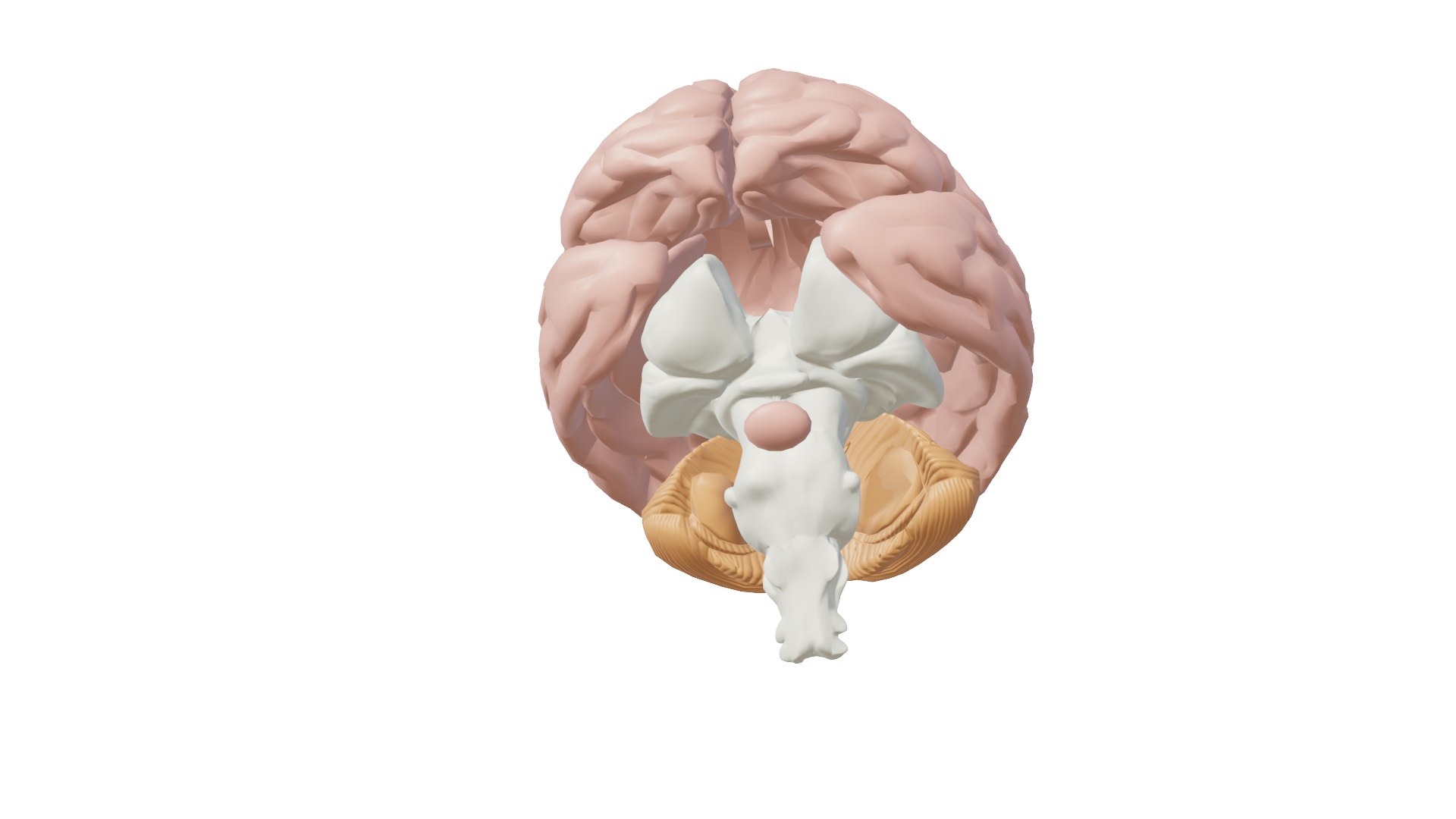 3D Model Human Brain - TurboSquid 1744811
