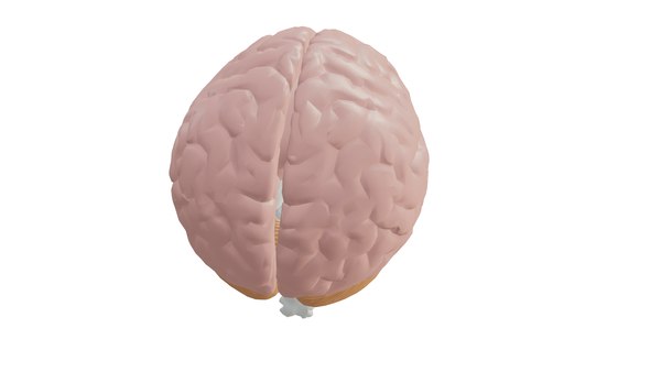 Blender Brain Models Turbosquid