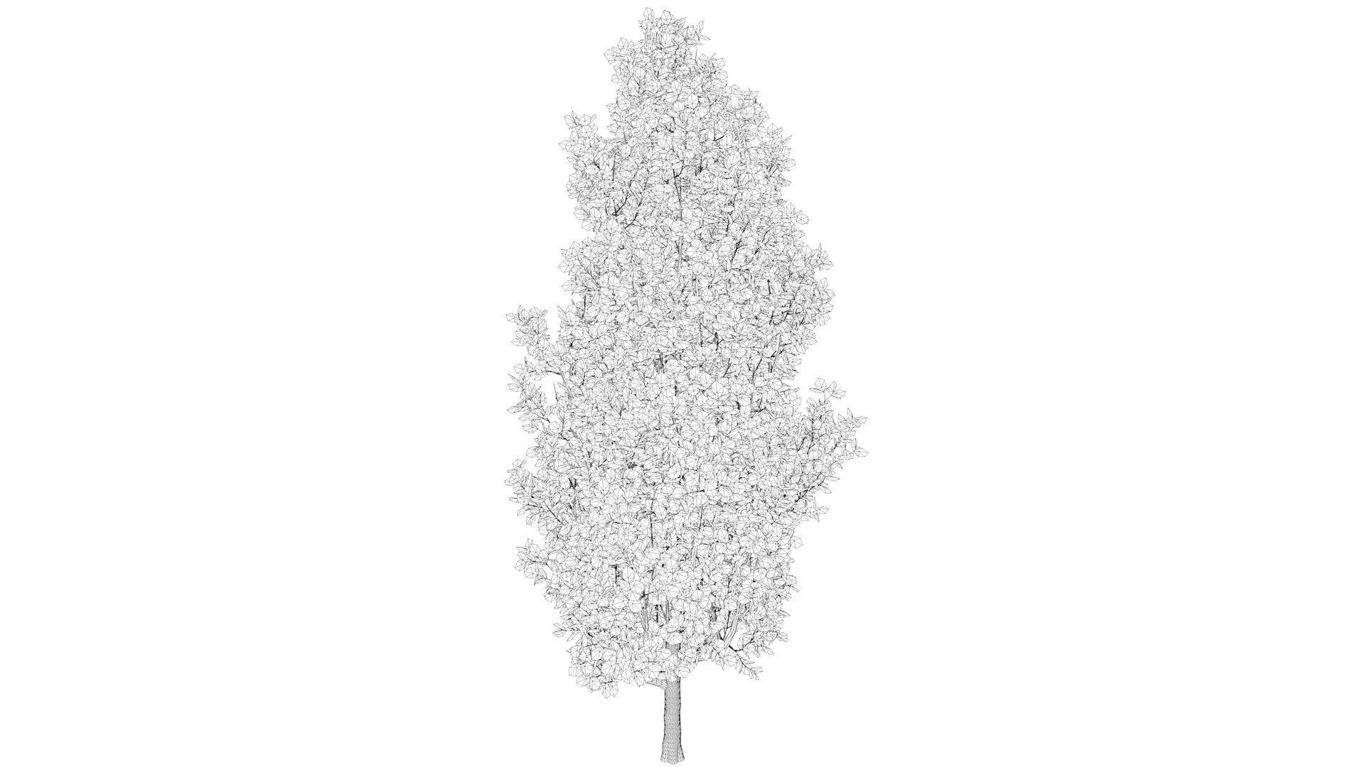 Cypress Oak Tree - 01 - Model - TurboSquid 2375793