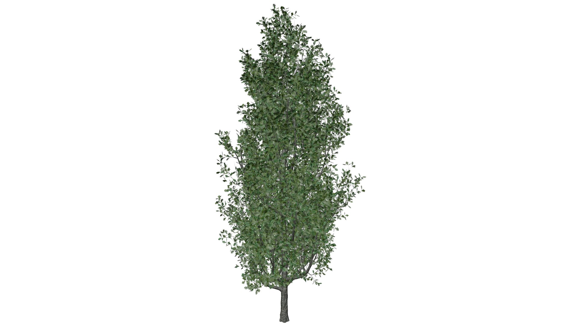 Cypress Oak Tree - 01 - Model - TurboSquid 2375793