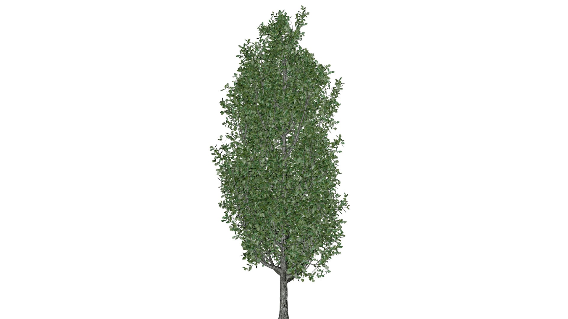 Cypress Oak Tree - 01 - Model - TurboSquid 2375793
