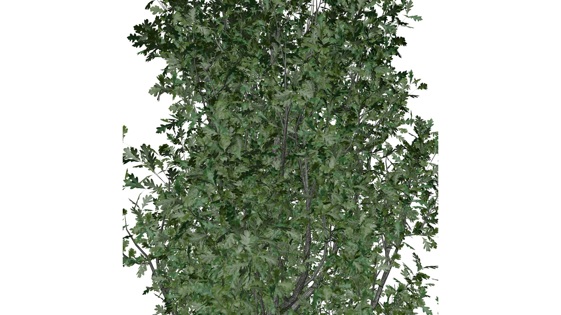 Cypress Oak Tree - 01 - Model - TurboSquid 2375793