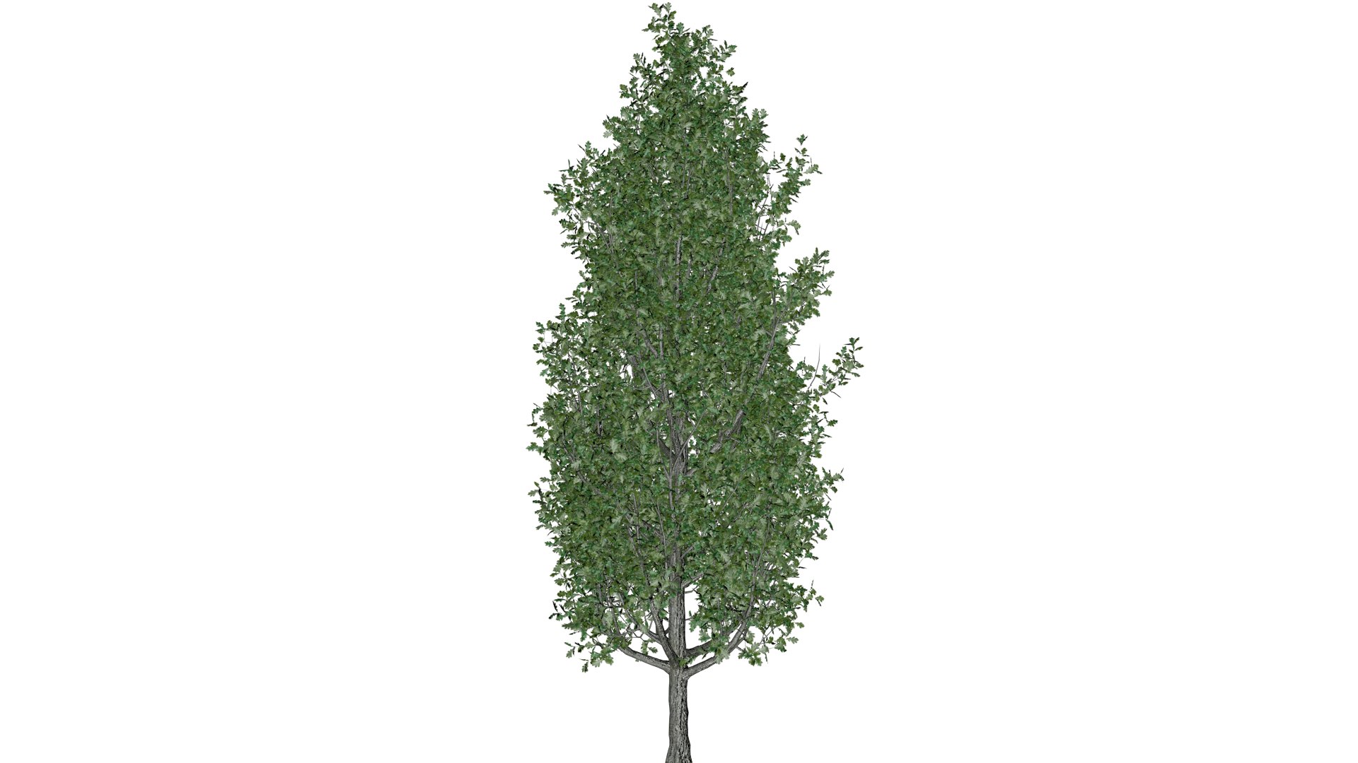 Cypress Oak Tree - 01 - Model - TurboSquid 2375793