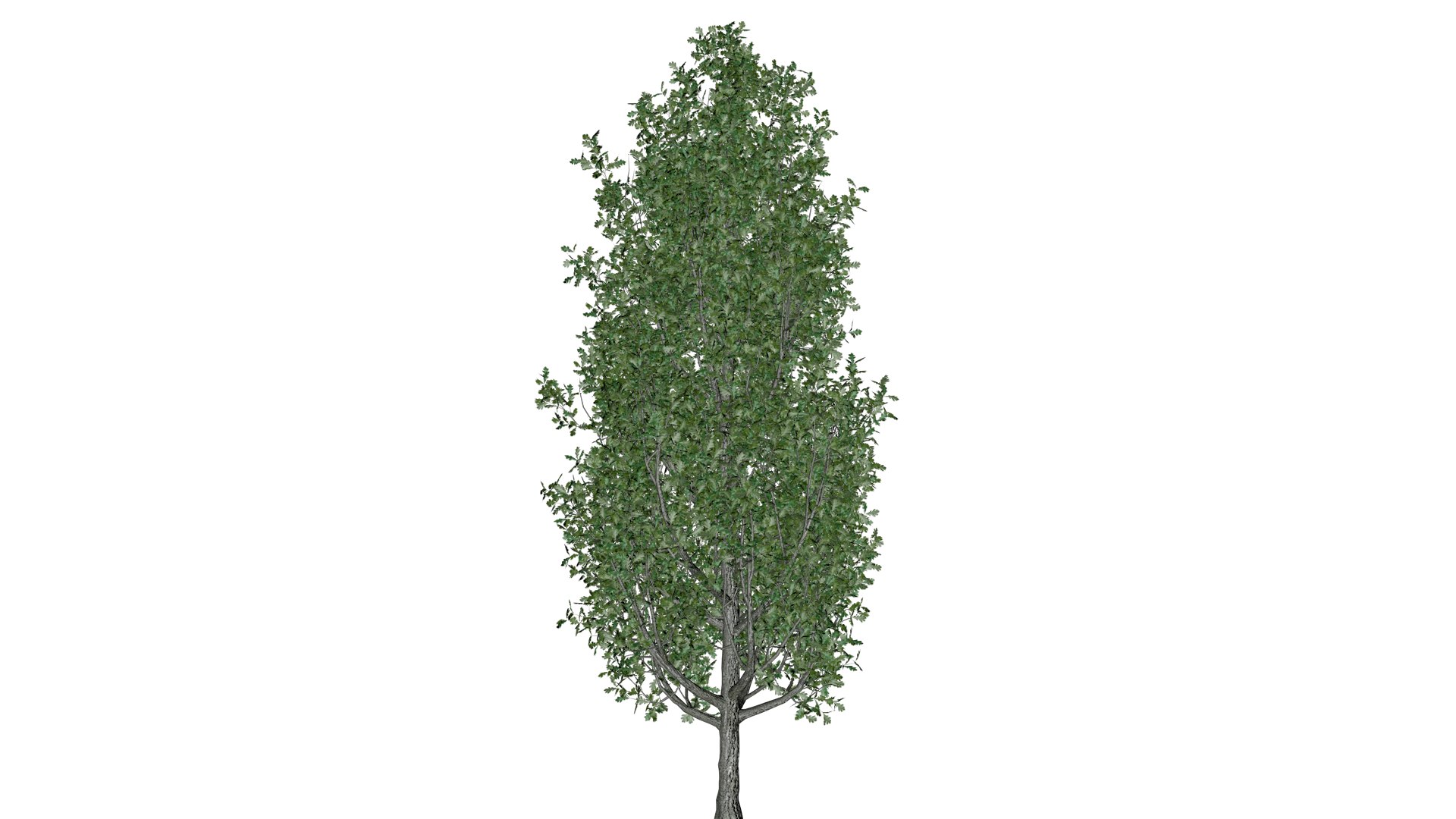Cypress Oak Tree - 01 - Model - TurboSquid 2375793