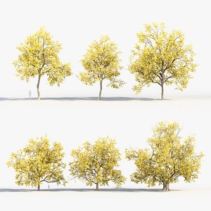 3D Plane Tree Models - Browse & Download Formats - TurboSquid