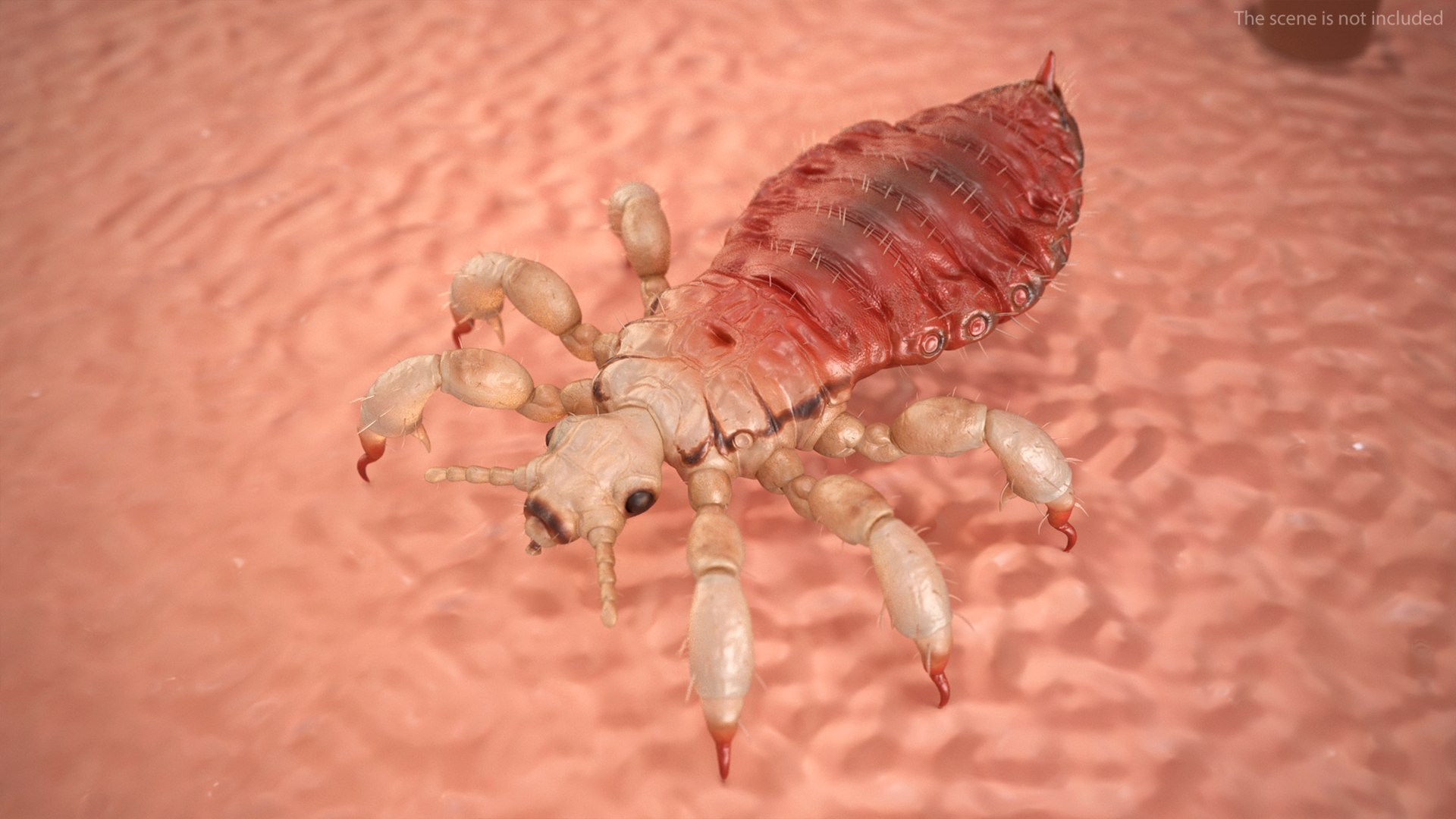 3D Head Louse Insect With Blood - TurboSquid 2287228