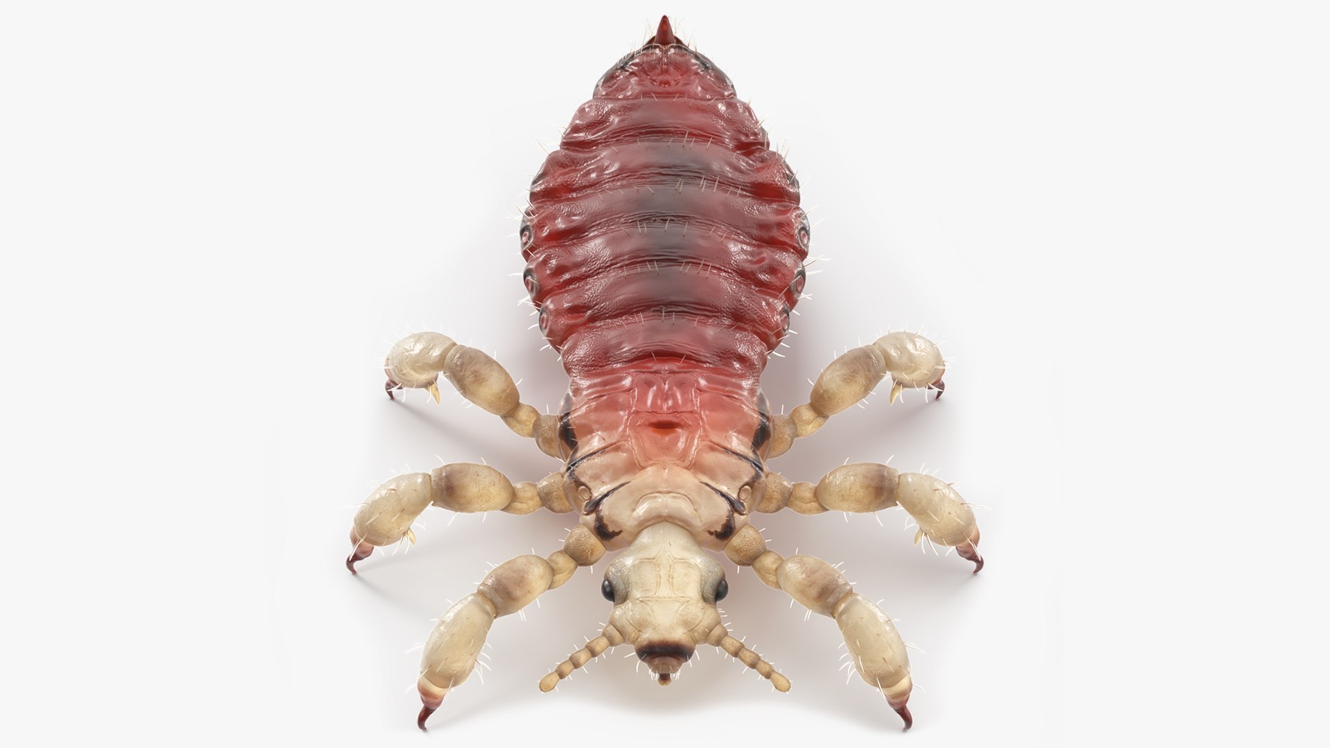 3D Head Louse Insect With Blood - TurboSquid 2287228