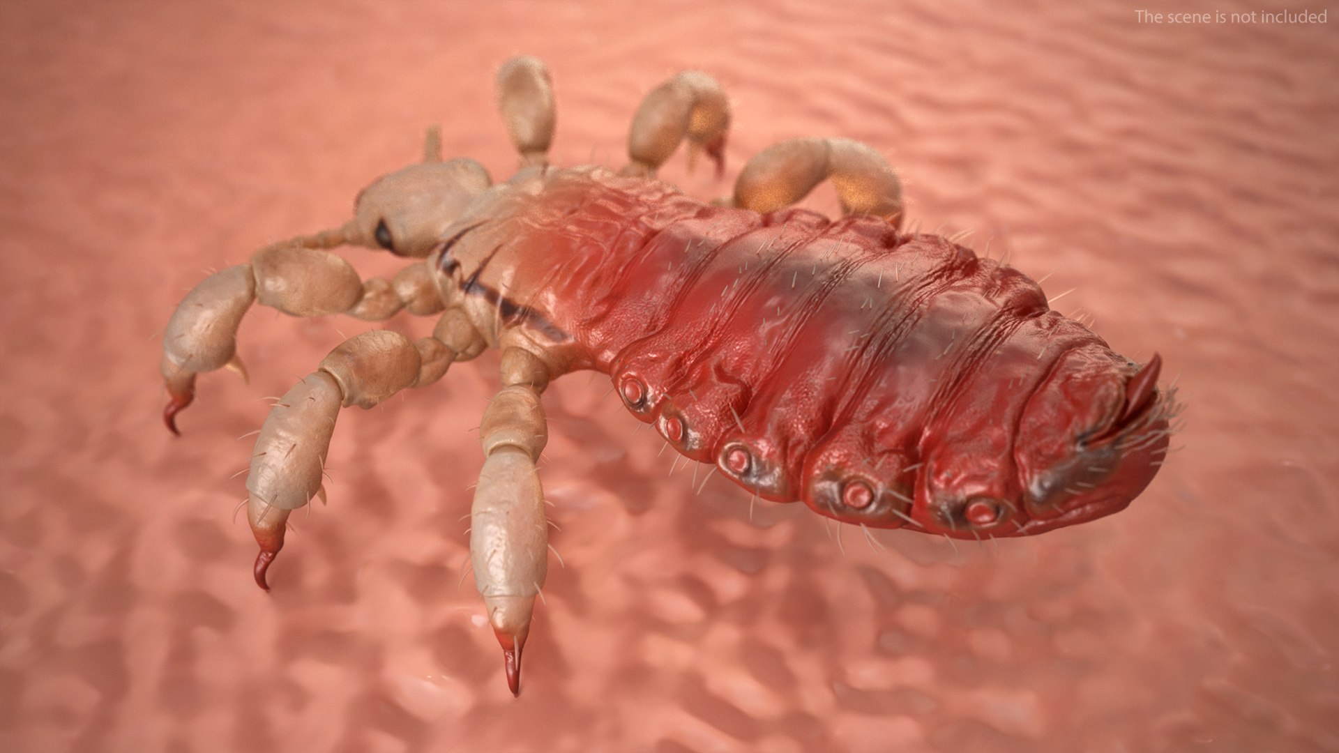 3D Head Louse Insect With Blood - TurboSquid 2287228