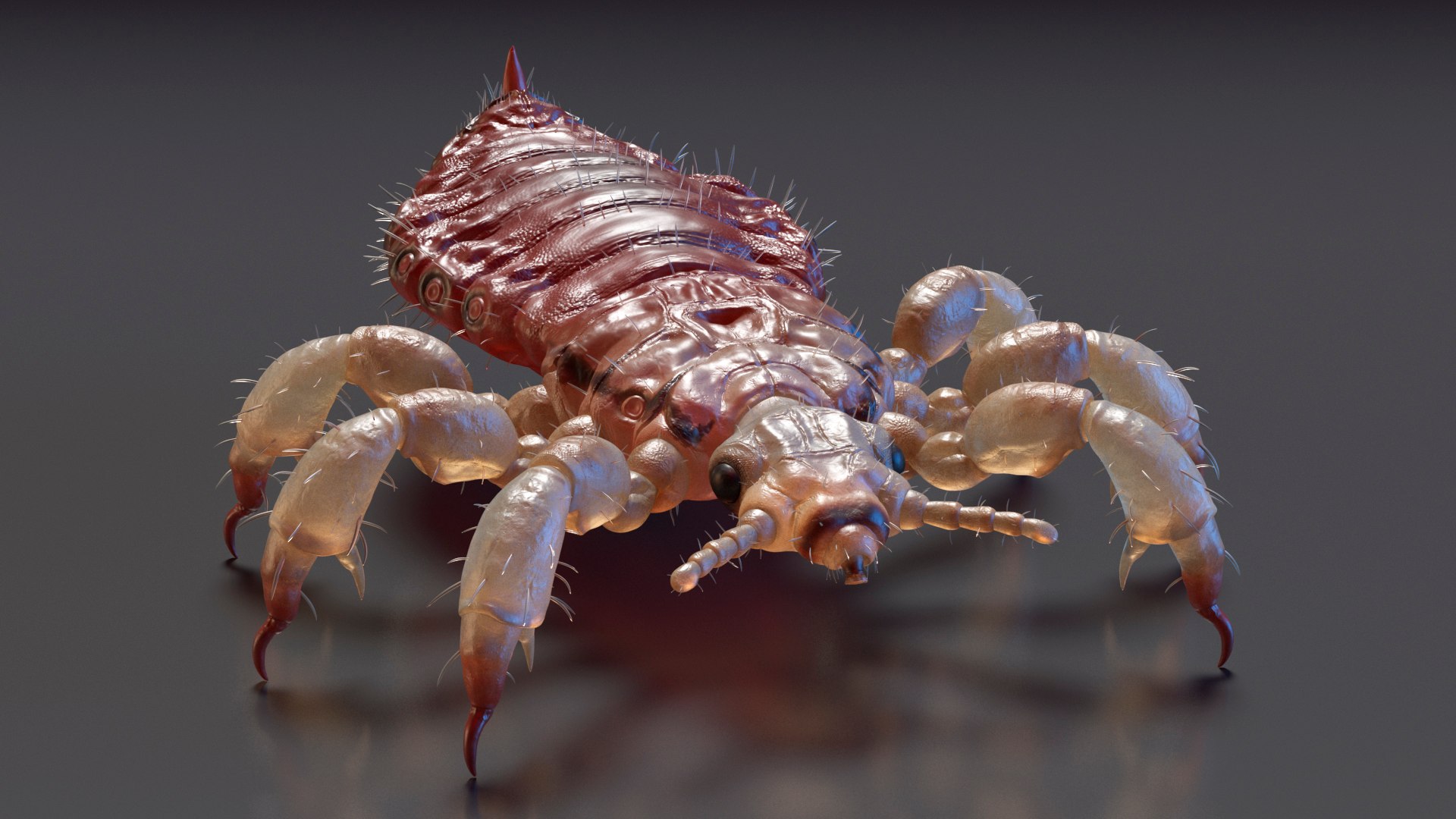 3D Head Louse Insect With Blood - TurboSquid 2287228