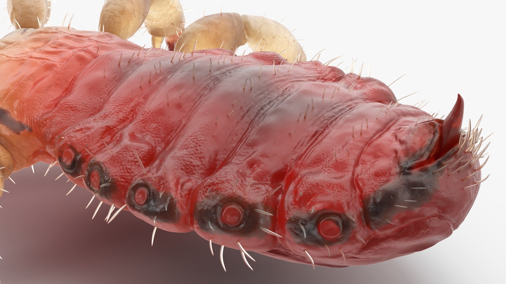 3D Head Louse Insect With Blood - TurboSquid 2287228