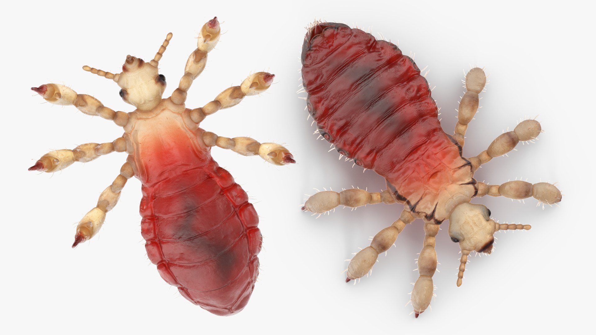 3D Head Louse Insect With Blood - TurboSquid 2287228