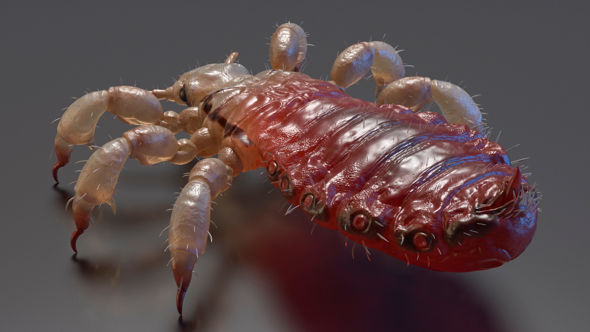 3D Head Louse Insect With Blood - TurboSquid 2287228