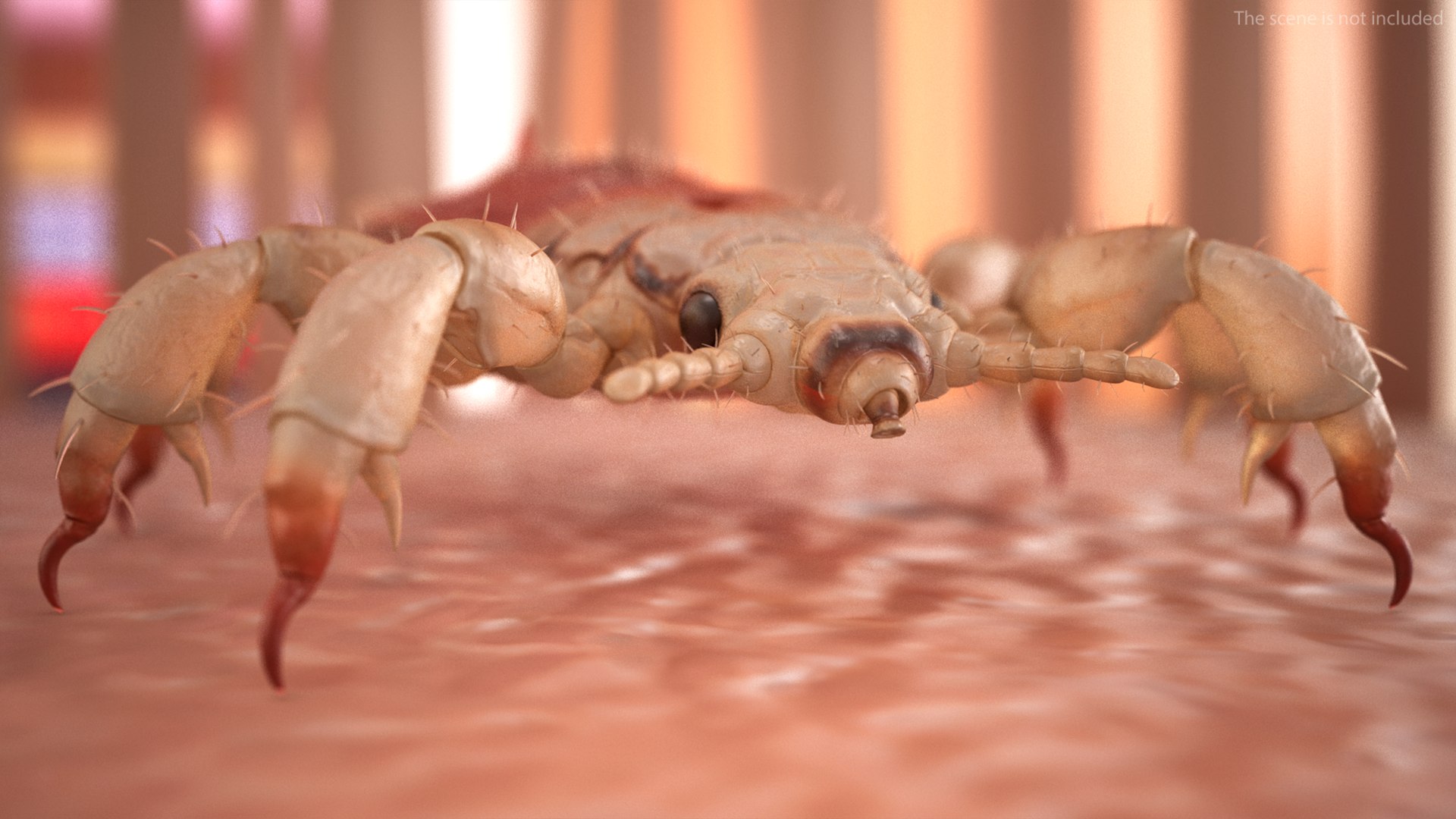 3D Head Louse Insect With Blood - TurboSquid 2287228