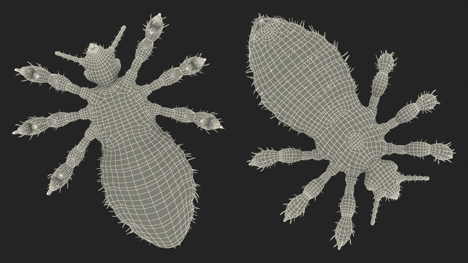 3D Head Louse Insect With Blood - TurboSquid 2287228