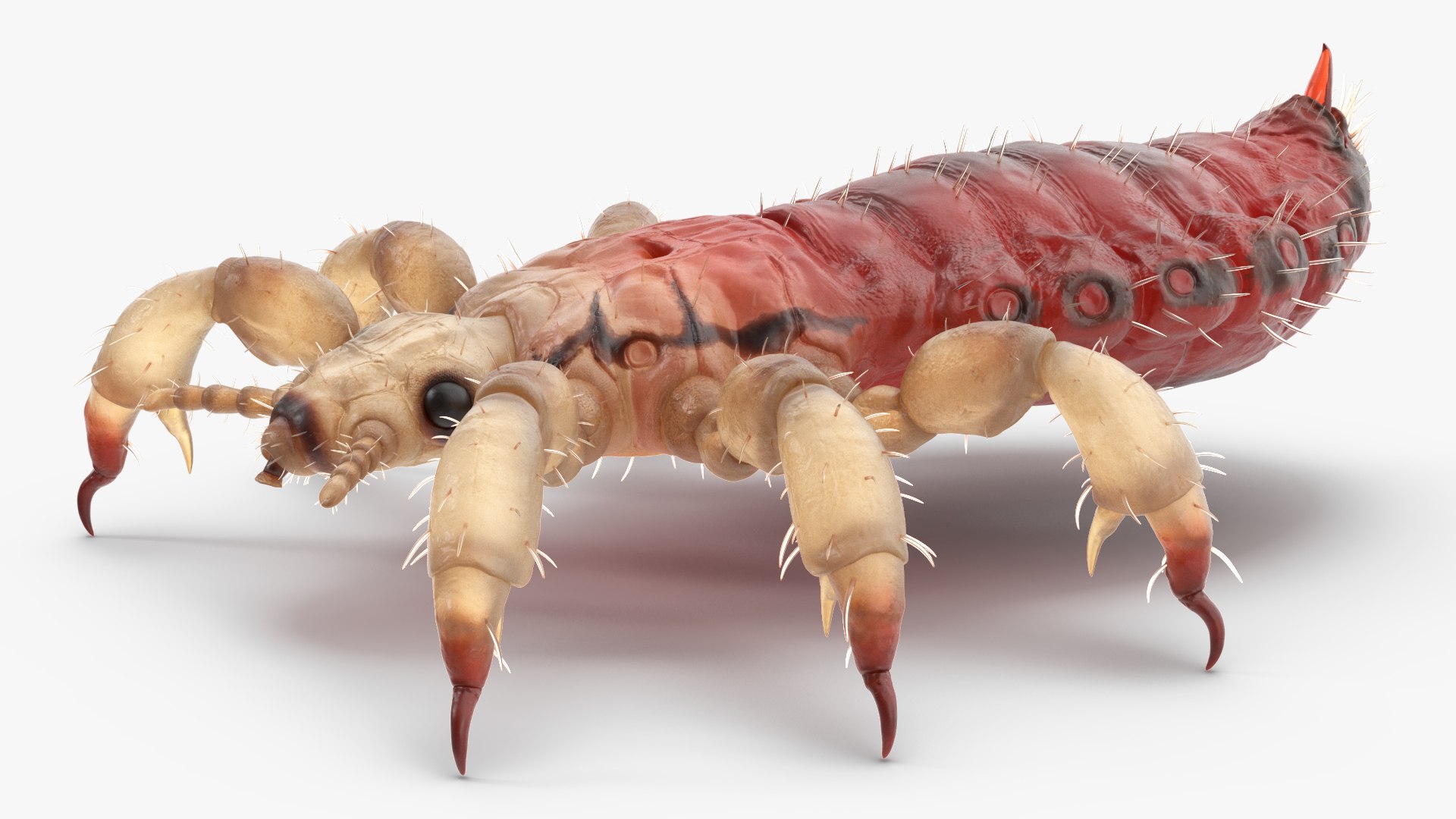 3D Head Louse Insect With Blood - TurboSquid 2287228