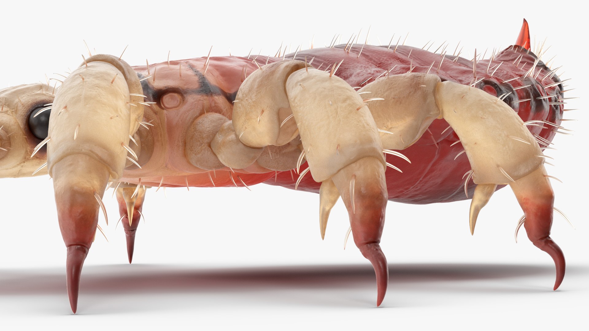 3D Head Louse Insect With Blood - TurboSquid 2287228