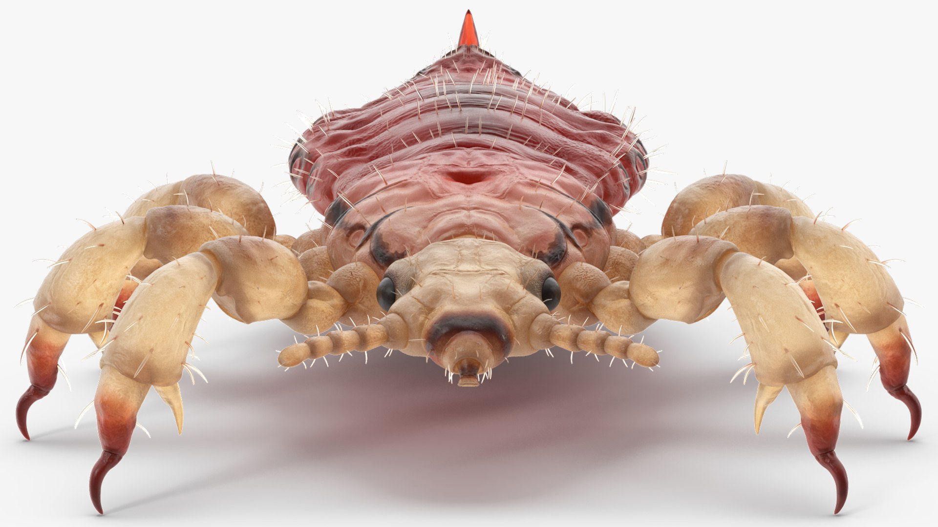 3D Head Louse Insect With Blood - TurboSquid 2287228