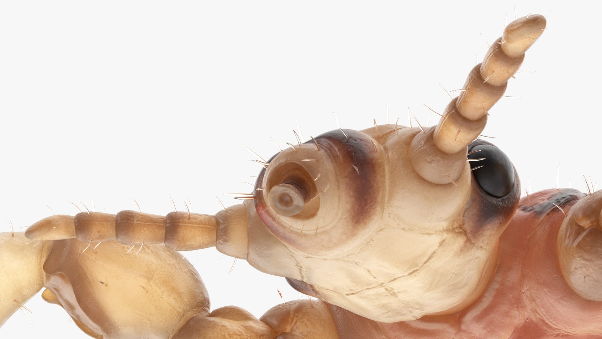 3D Head Louse Insect With Blood - TurboSquid 2287228