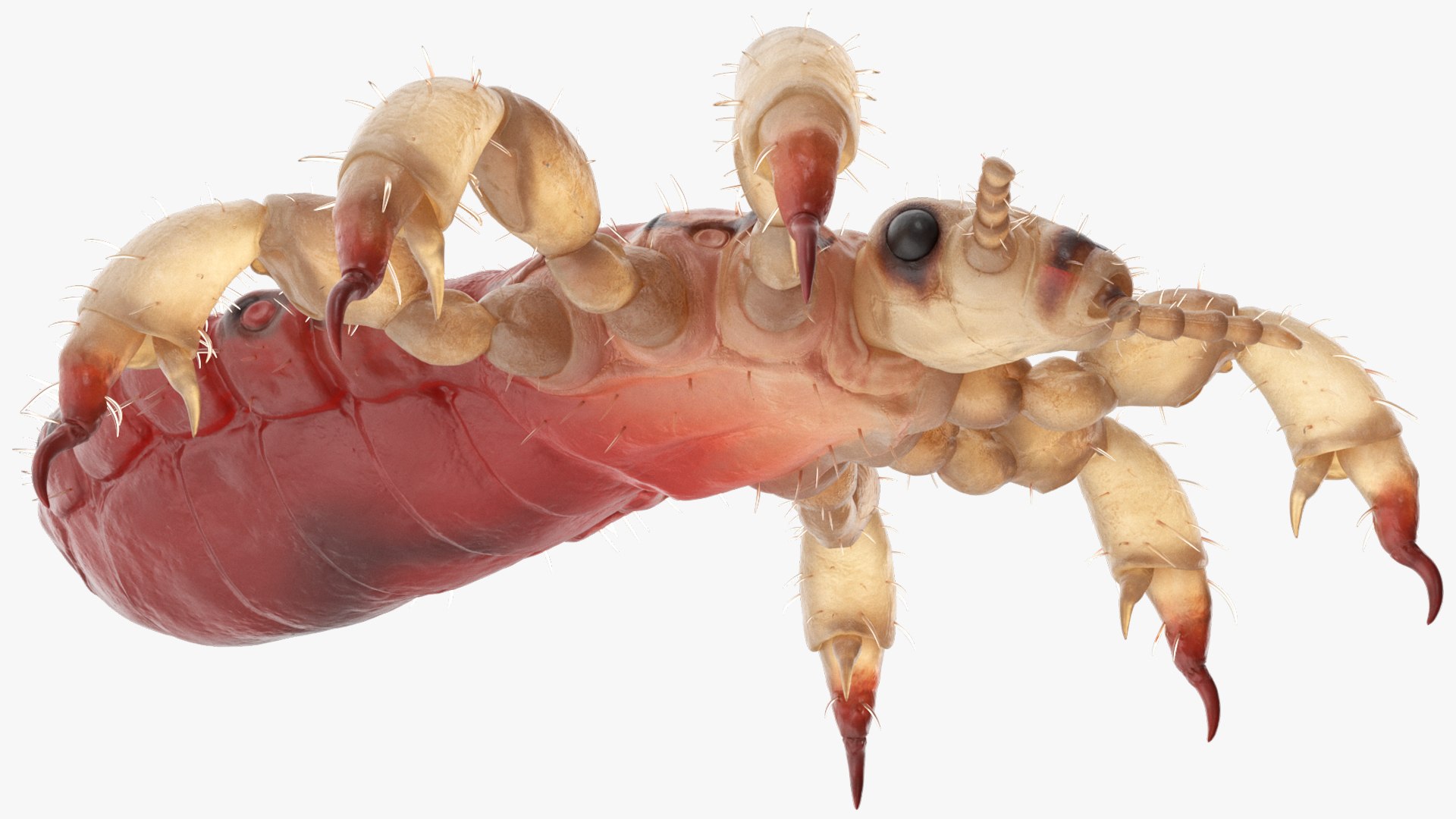 3D Head Louse Insect With Blood - TurboSquid 2287228