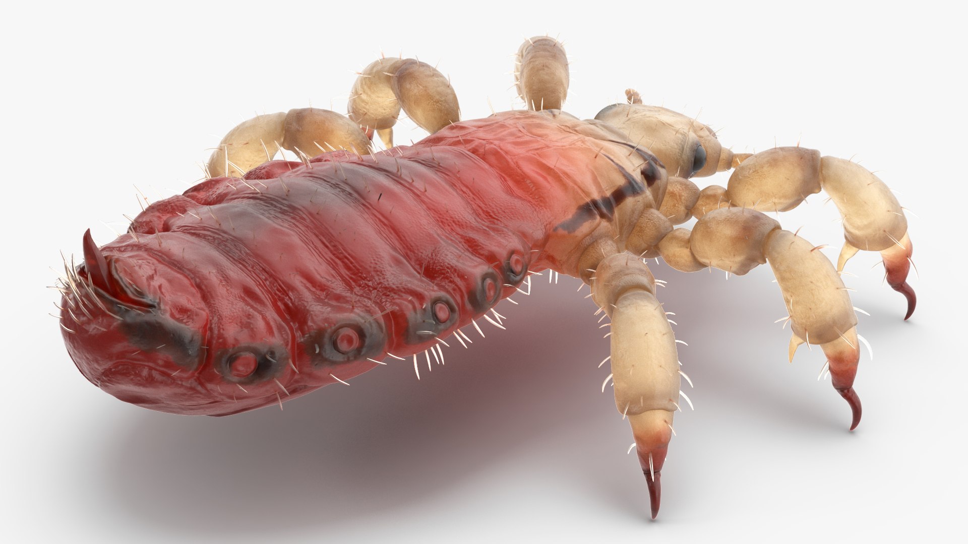 3D Head Louse Insect With Blood - TurboSquid 2287228