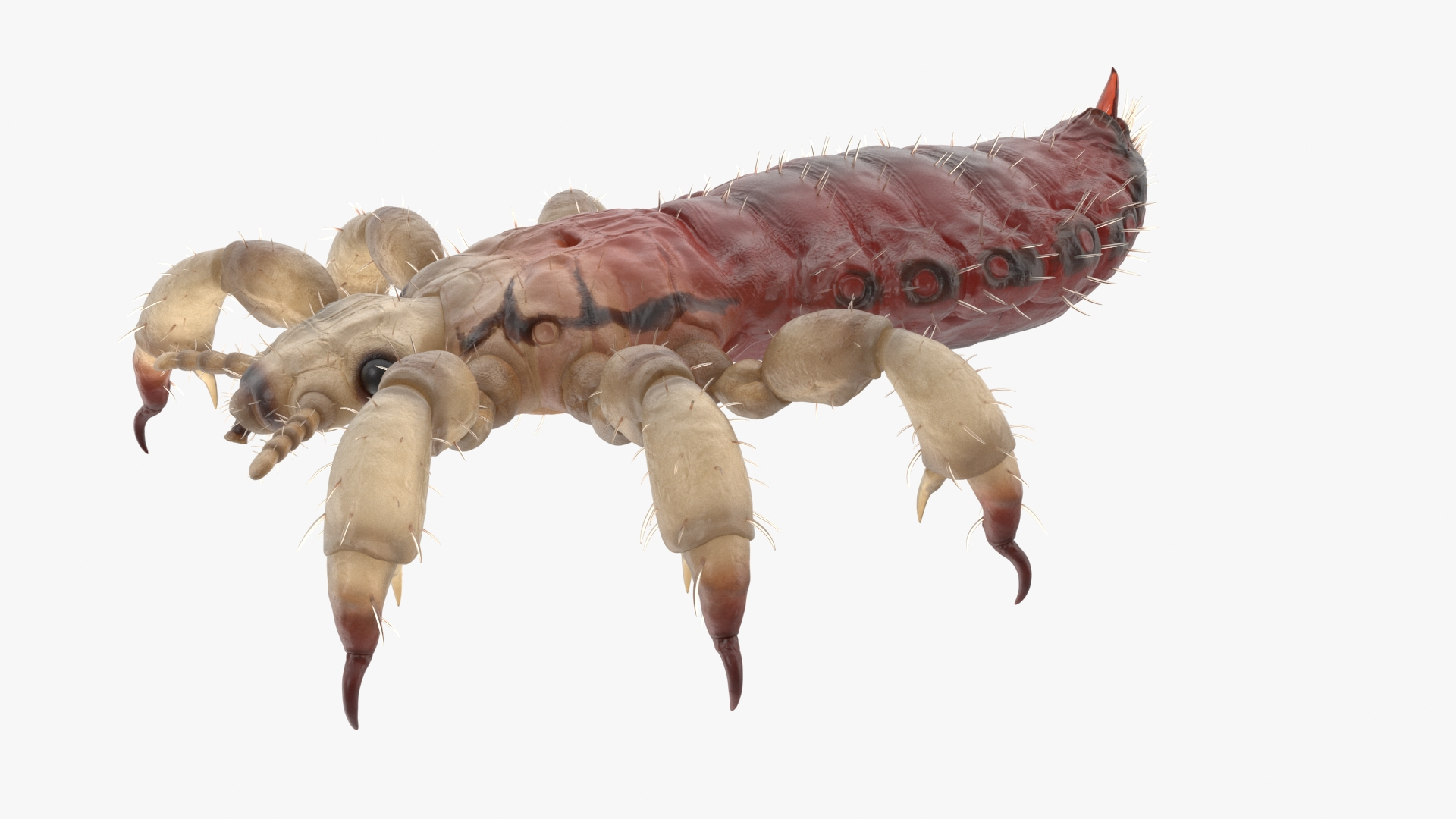 3D Head Louse Insect With Blood - TurboSquid 2287228