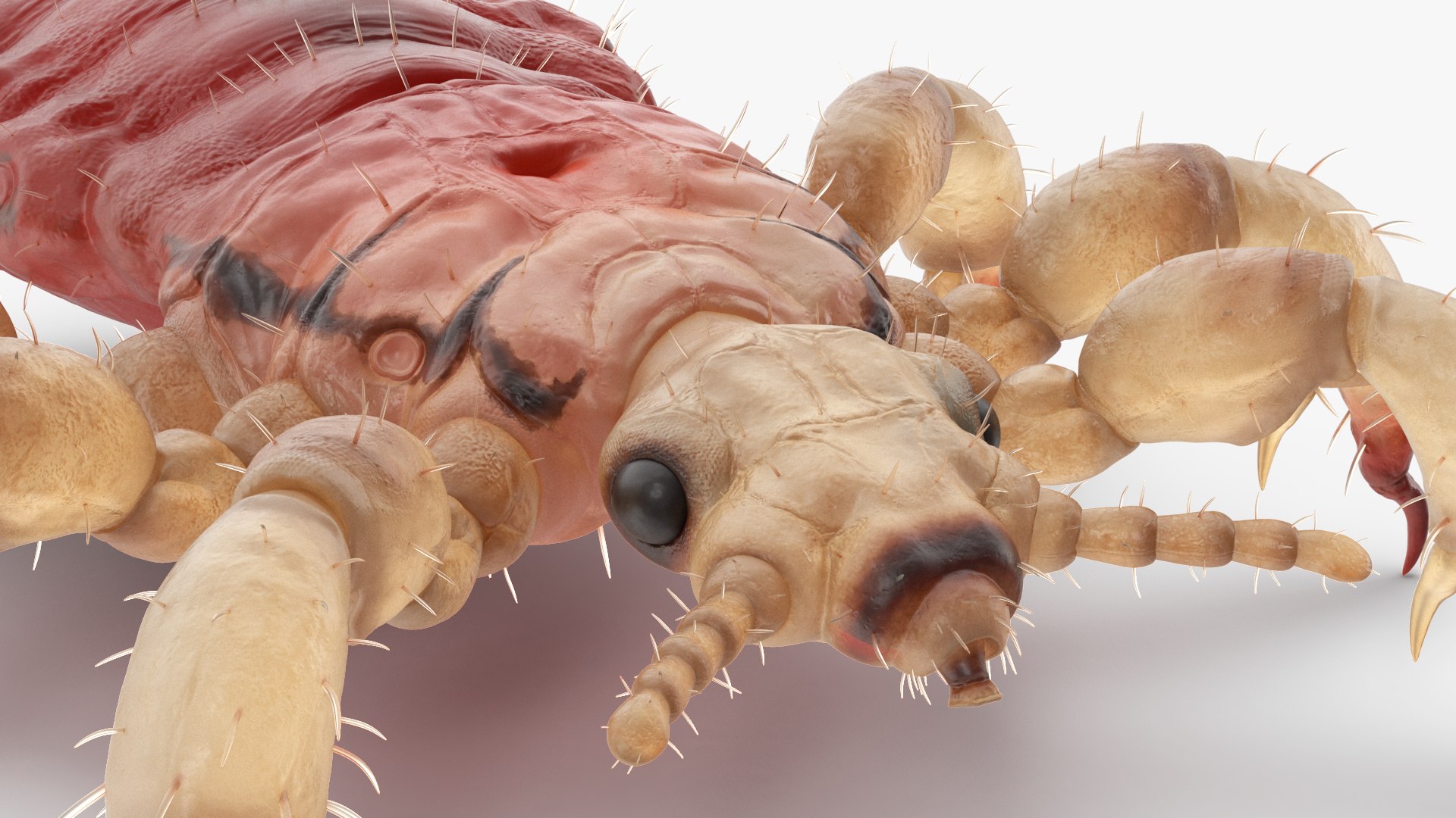 3D Head Louse Insect With Blood - TurboSquid 2287228