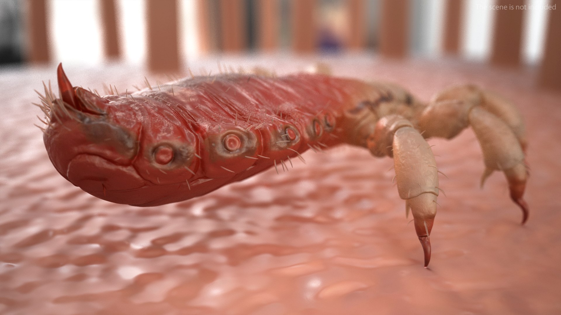 3D Head Louse Insect With Blood - TurboSquid 2287228