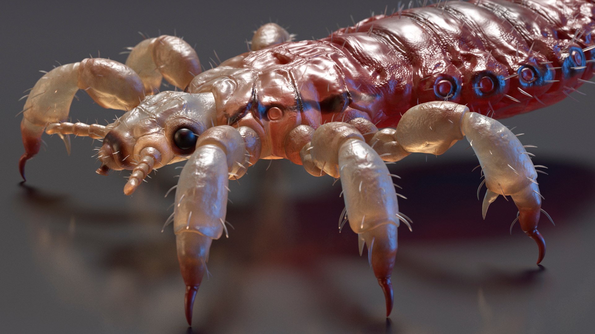 3D Head Louse Insect With Blood - TurboSquid 2287228
