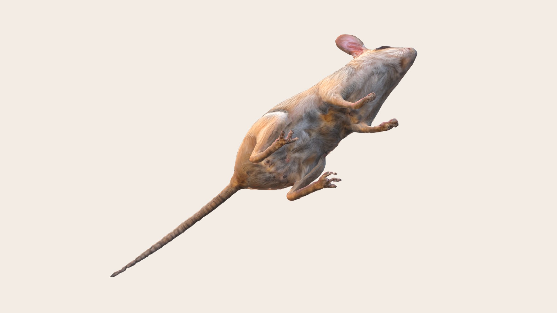 Rare Desert Mouse Jerboa 3D Model - TurboSquid 2315916