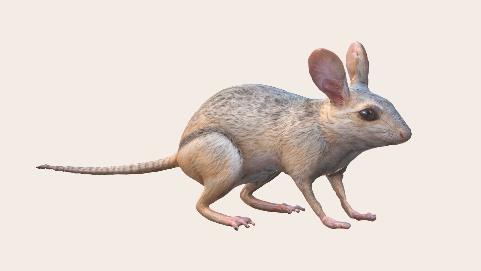 Rare Desert Mouse Jerboa 3D Model - TurboSquid 2315916