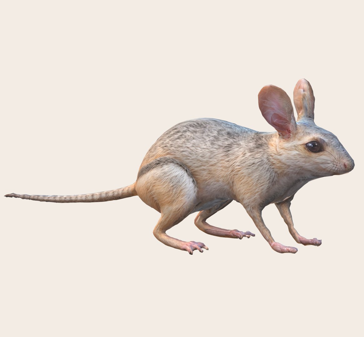 Rare Desert Mouse Jerboa 3D Model - TurboSquid 2315916