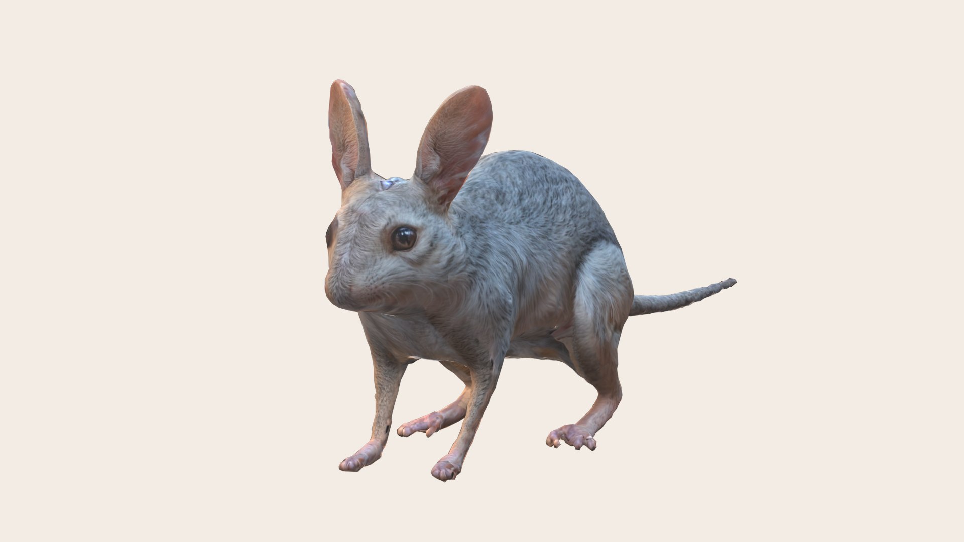 Rare Desert Mouse Jerboa 3D Model - TurboSquid 2315916