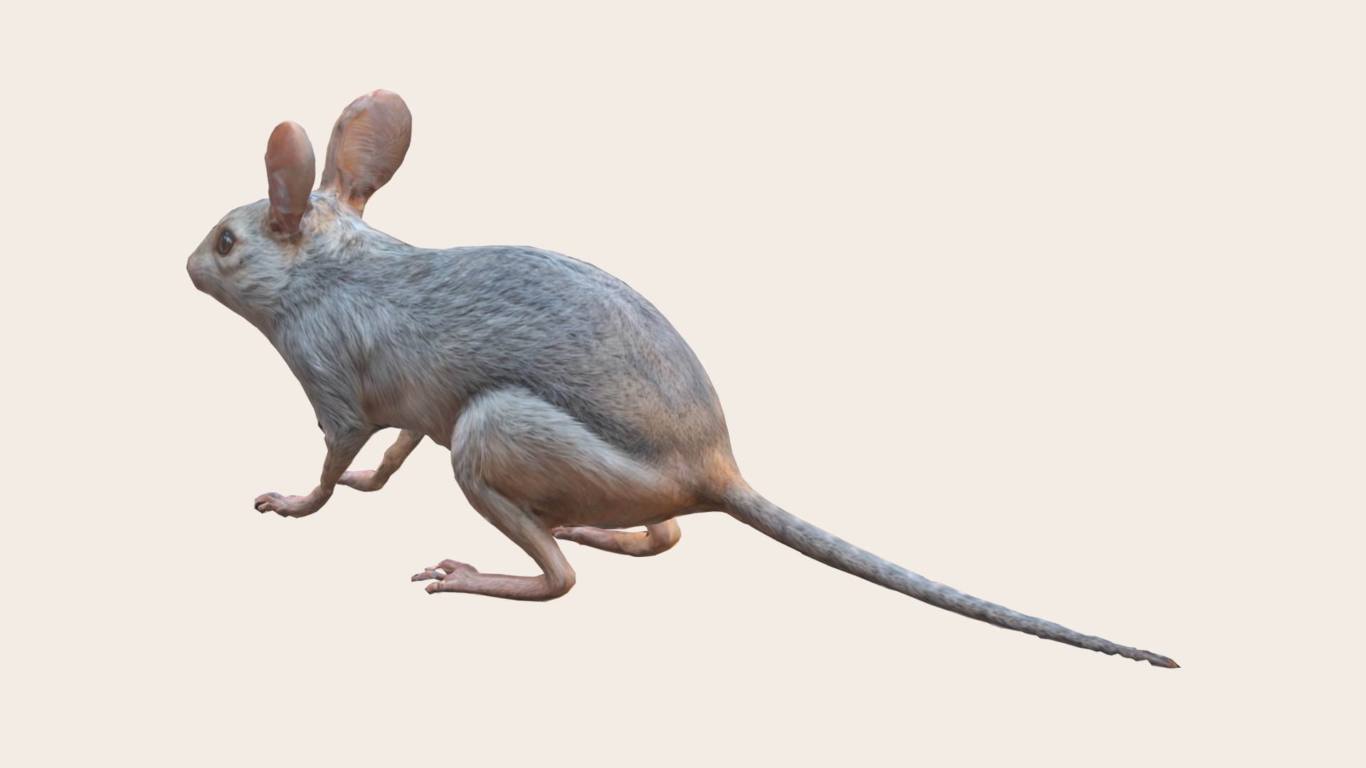 Rare Desert Mouse Jerboa 3D Model - TurboSquid 2315916