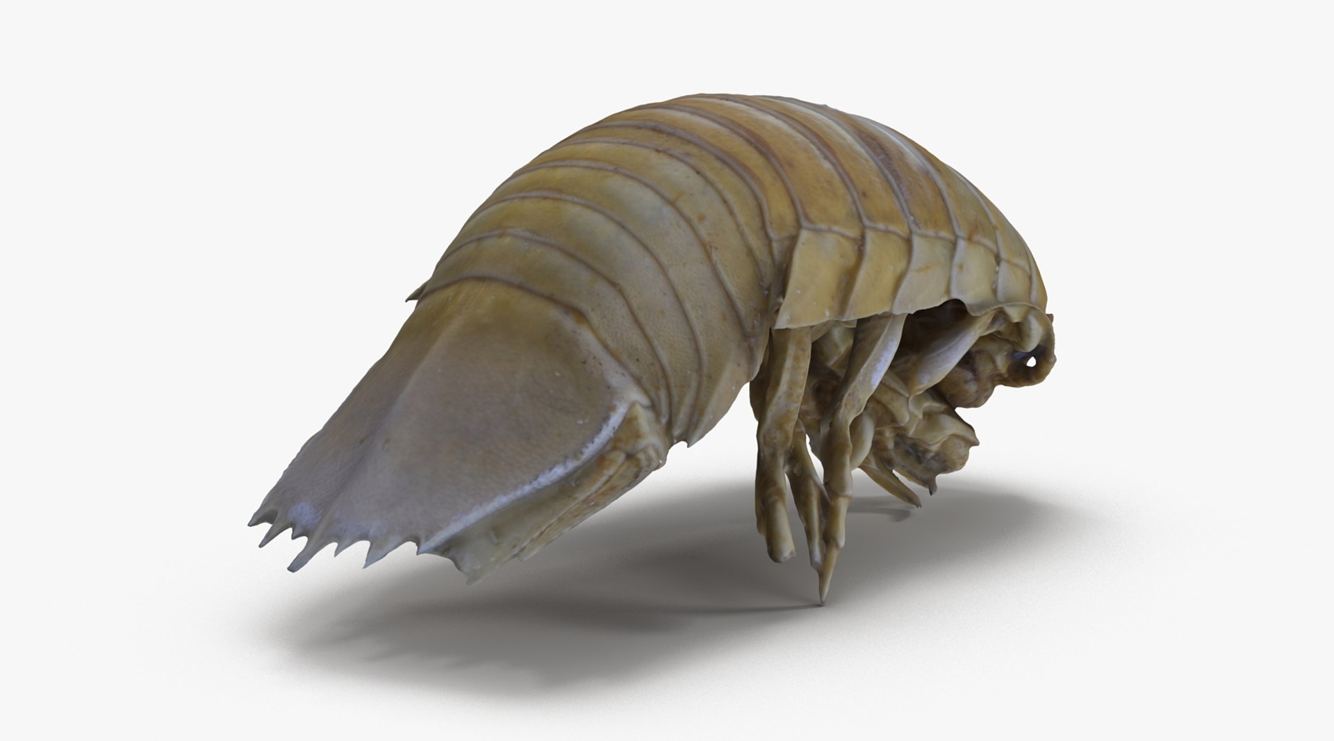 3d isopod scan