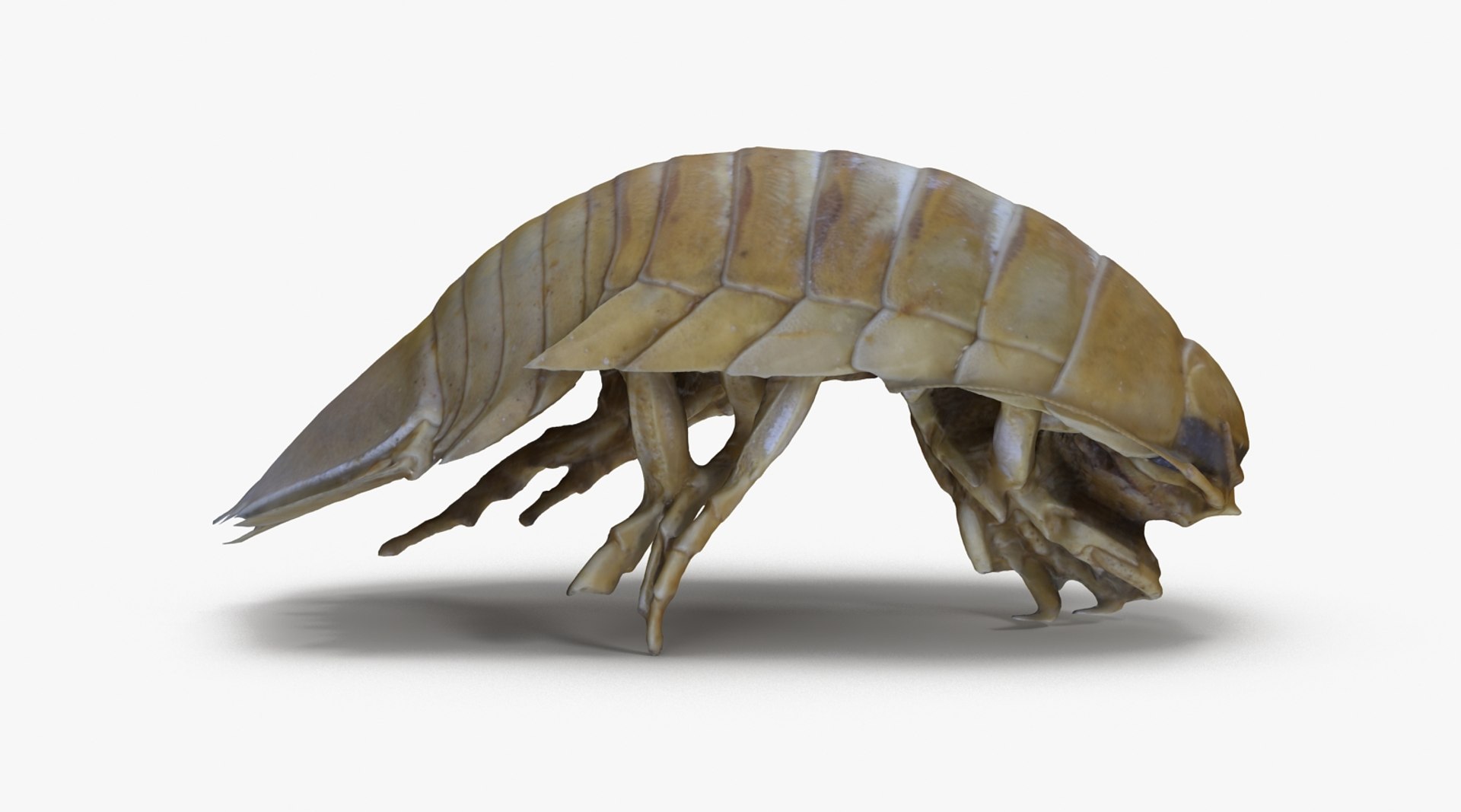 3d isopod scan