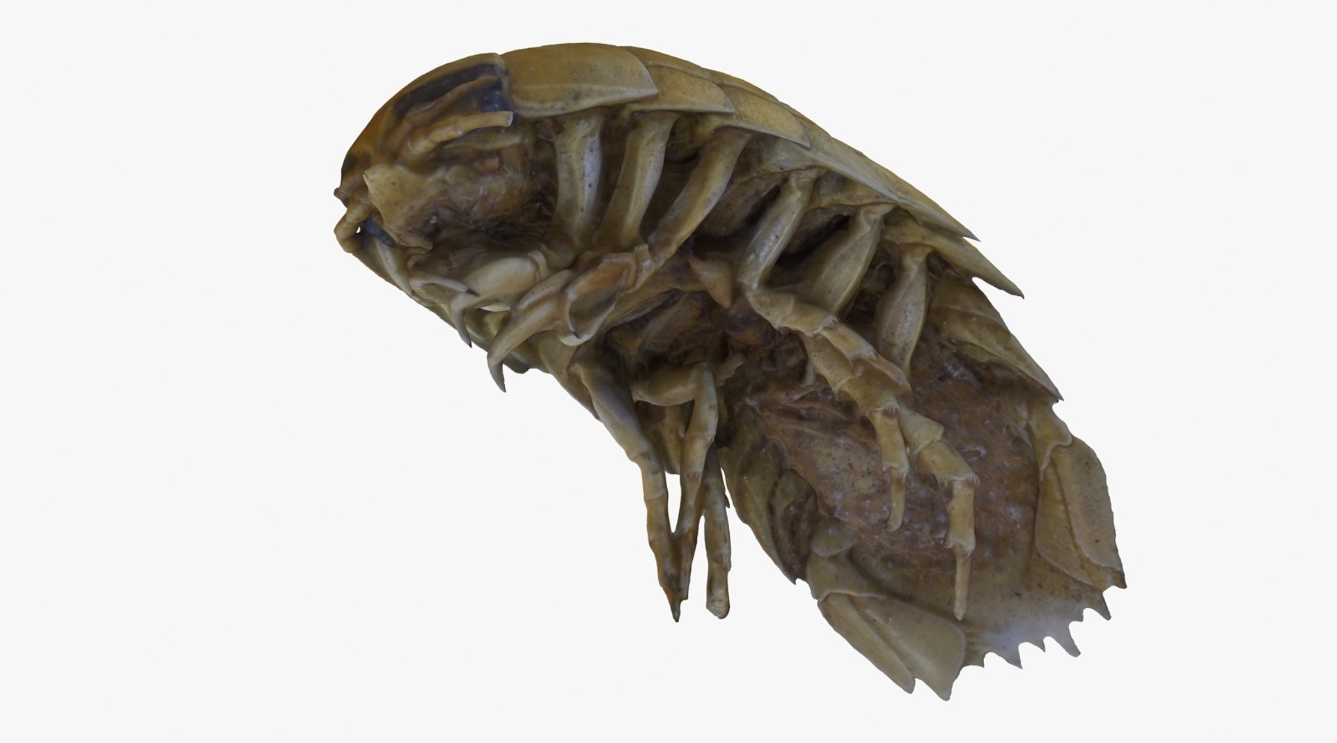 3d isopod scan