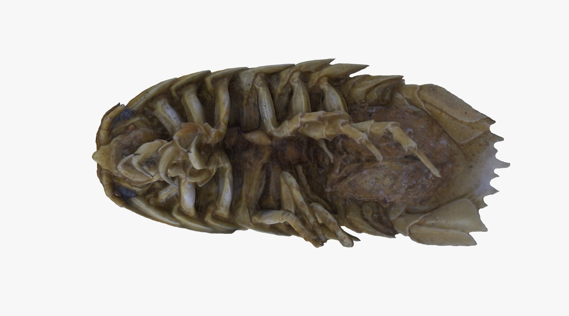 3d isopod scan